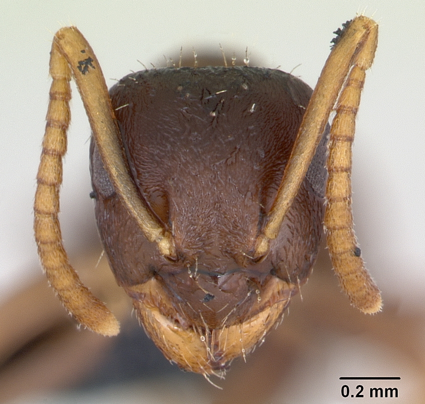 Lasius neglectus | BWARS